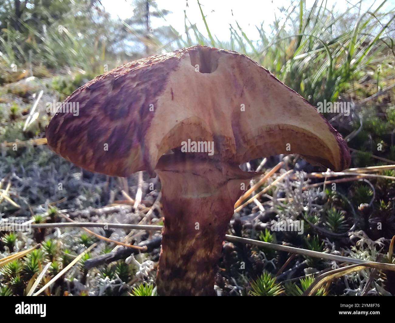Painted Suillus (Suillus spraguei Stock Photo - Alamy