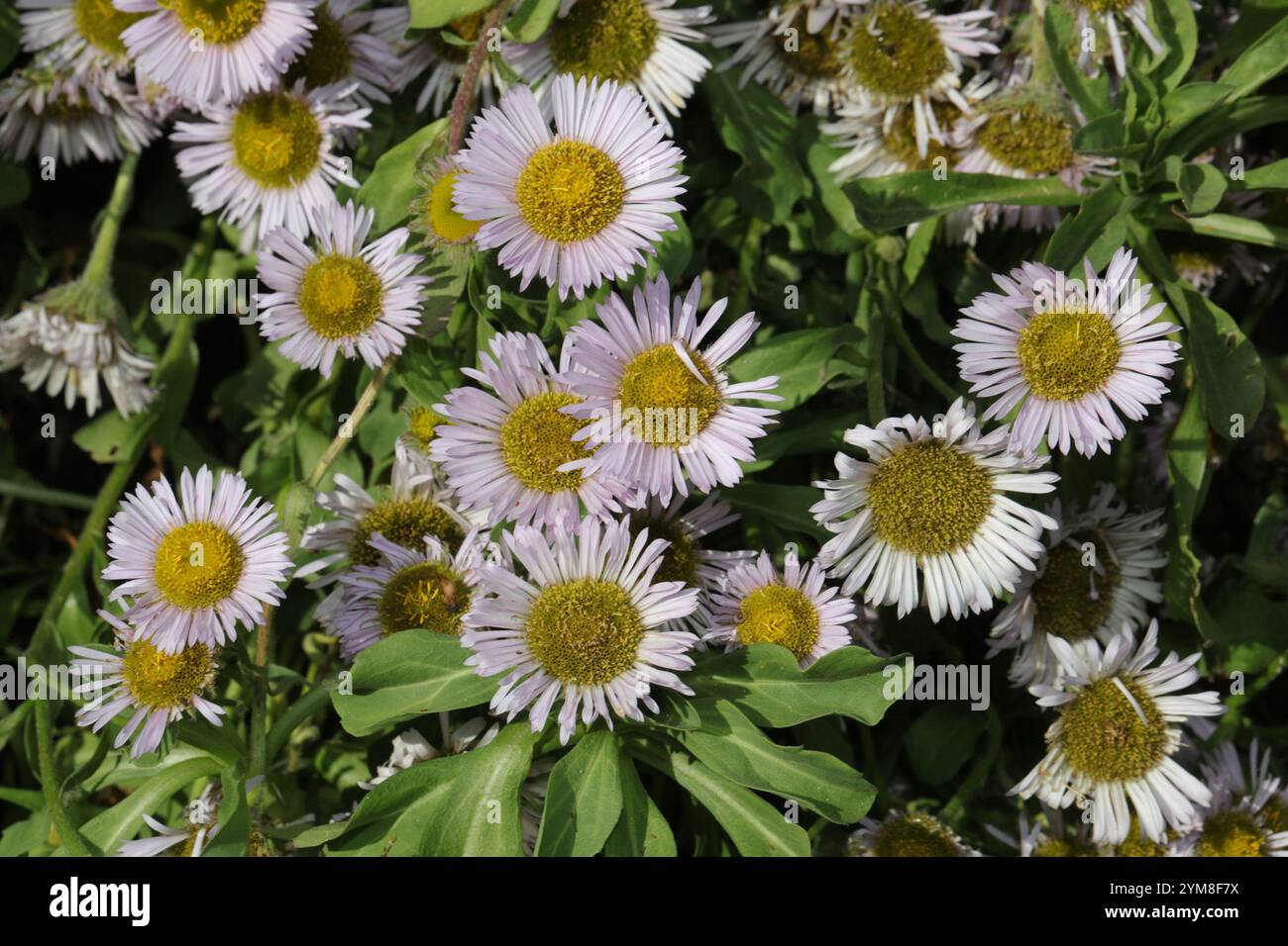 seaside daisy (Erigeron glaucus Stock Photo - Alamy