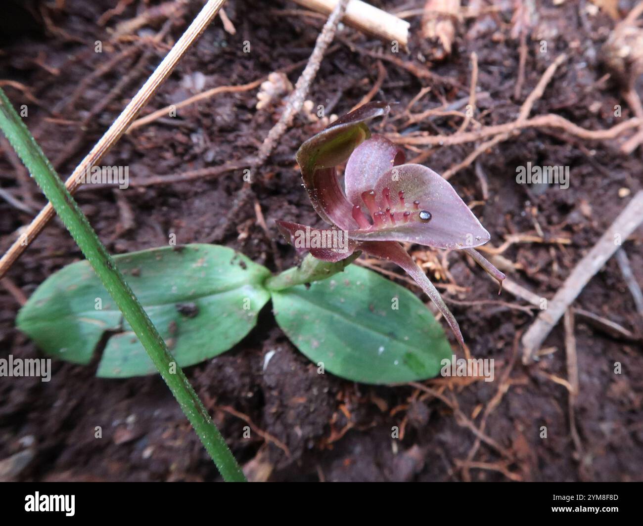 three-horned bird orchid (Chiloglottis triceratops Stock Photo - Alamy