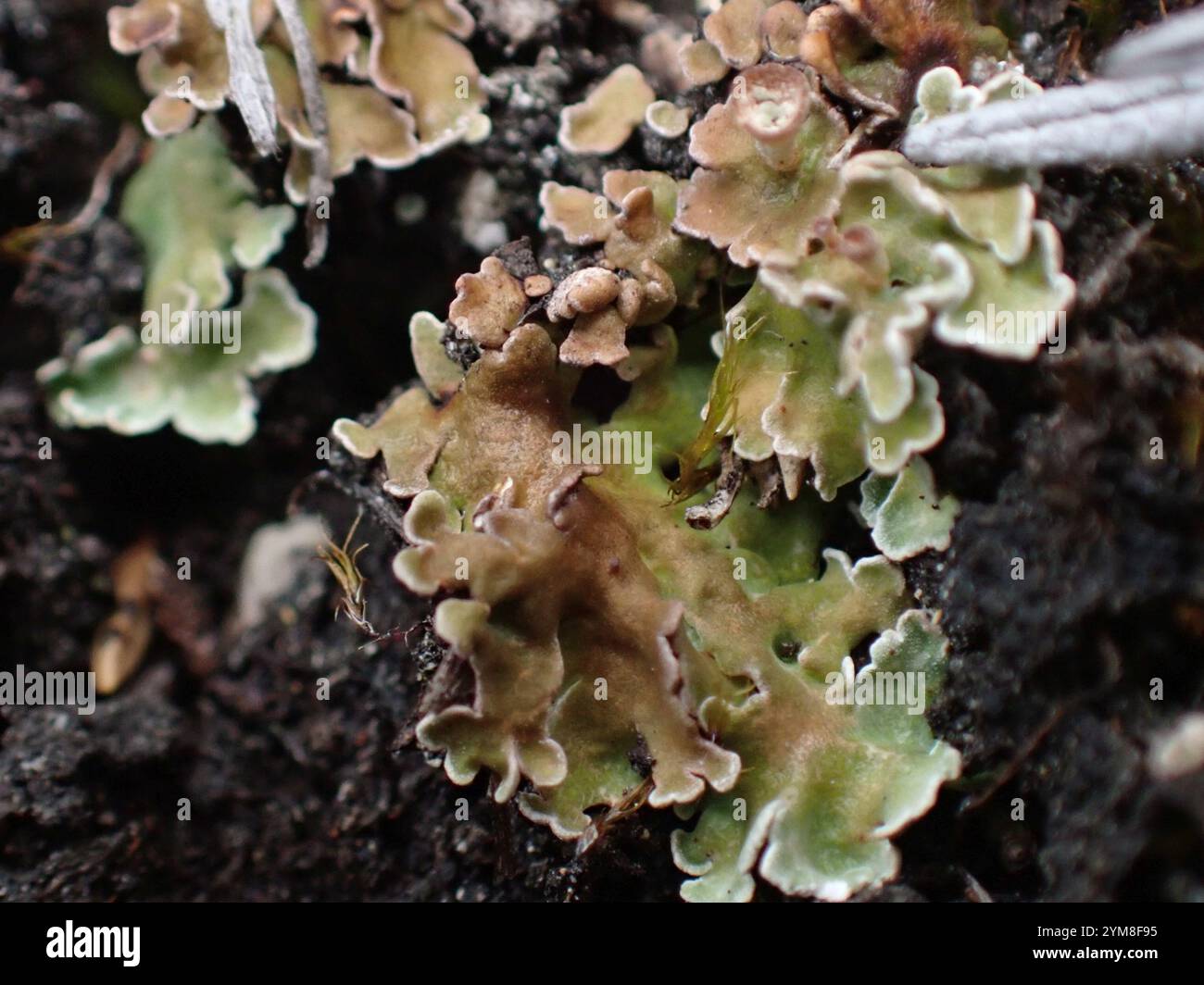 common lichens (Lecanoromycetes Stock Photo - Alamy