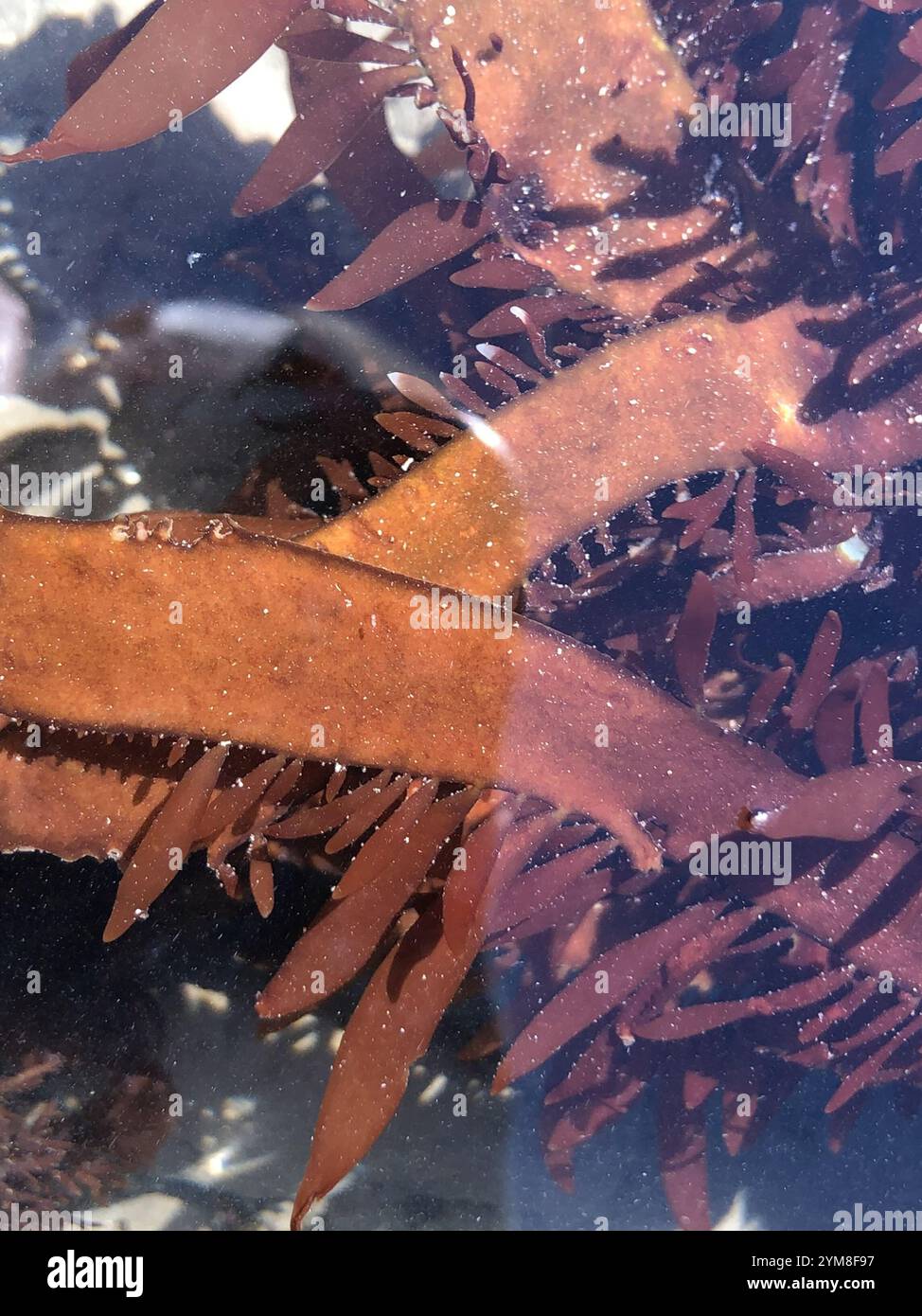 Prionitis hi-res stock photography and images - Alamy