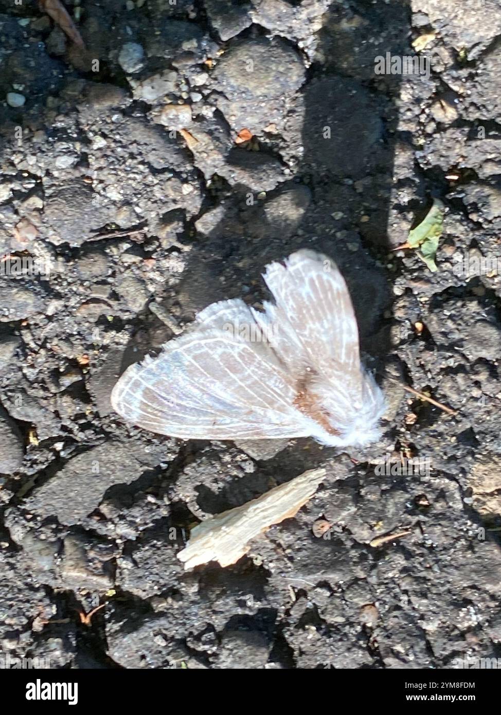 Large Tolype Moth (Tolype velleda Stock Photo - Alamy