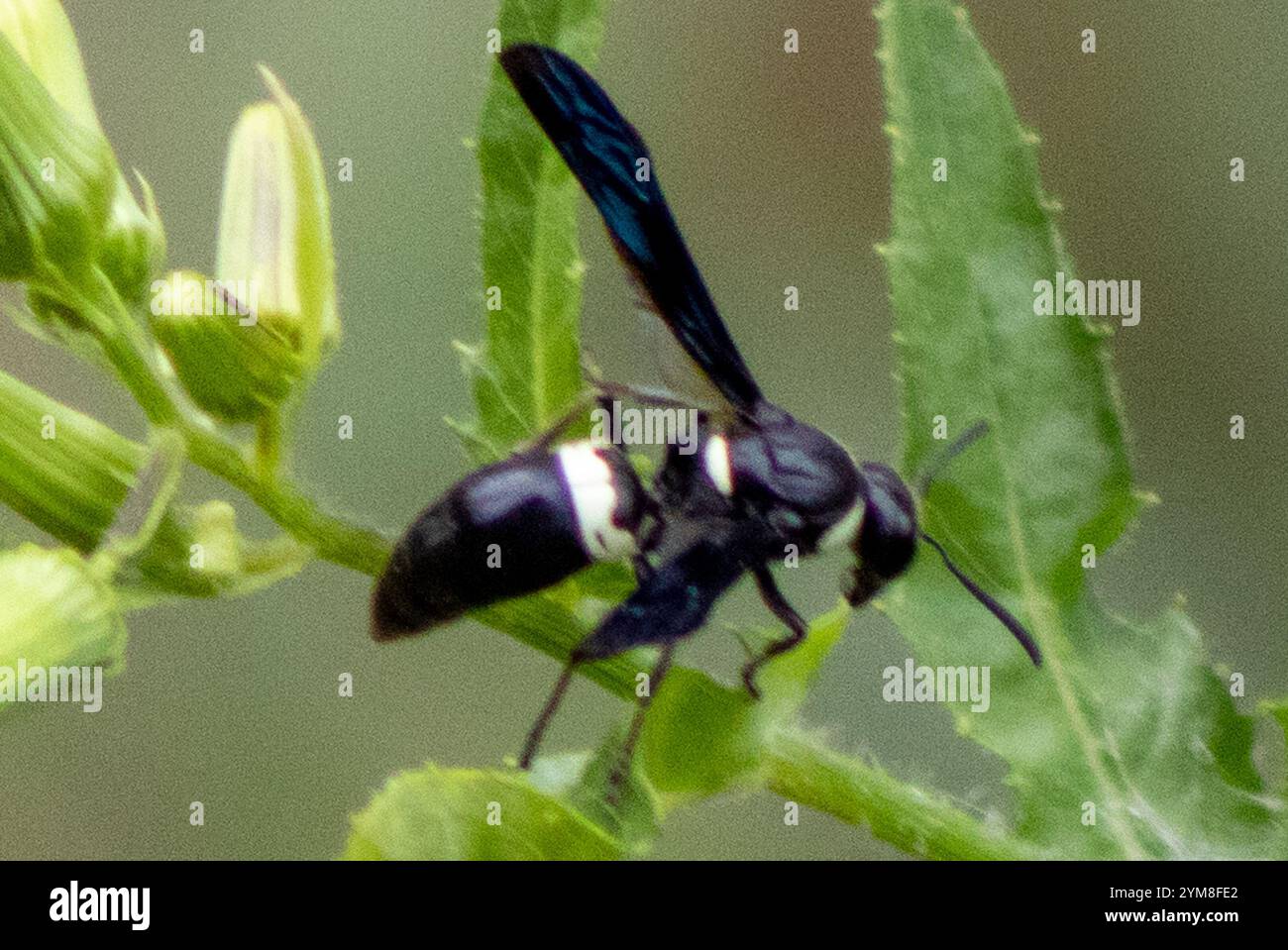 Four-toothed Mason Wasp (Monobia quadridens Stock Photo - Alamy