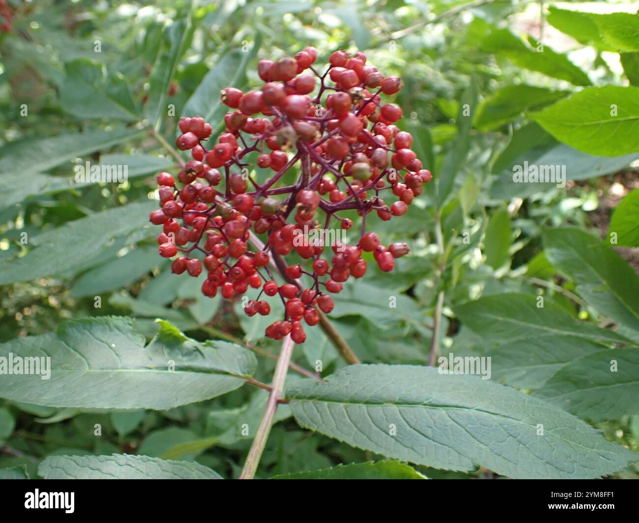 red-berried elder (Sambucus racemosa Stock Photo - Alamy