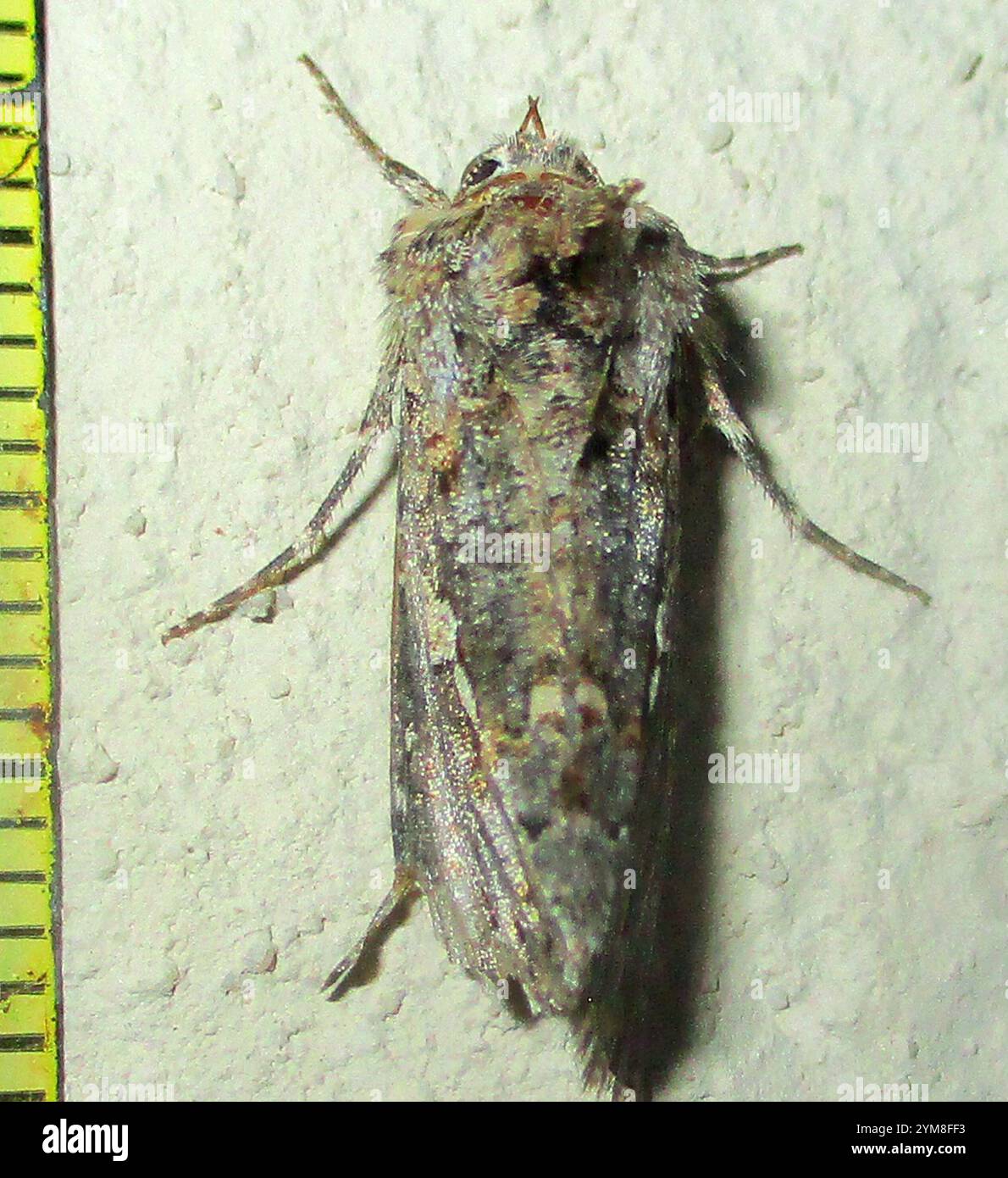 Plusiine Looper Moths (Plusiinae Stock Photo - Alamy