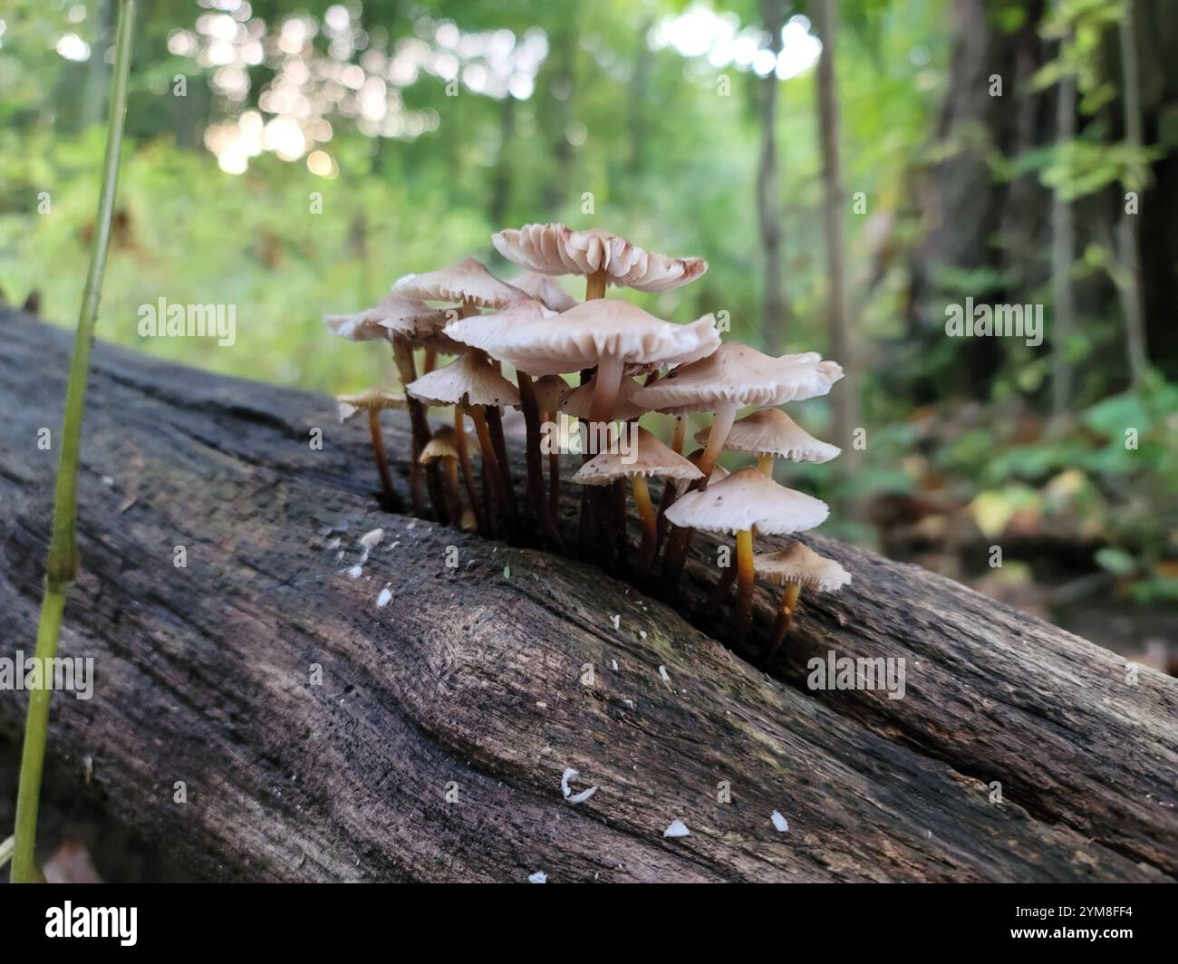 clustered bonnet (Mycena inclinata Stock Photo - Alamy