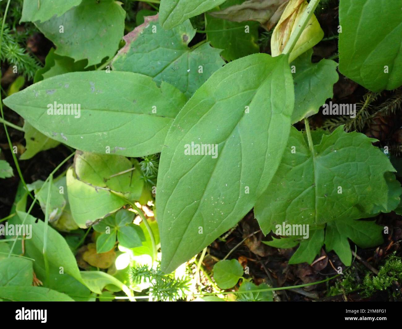 Tall Bluebell (Mertensia paniculata Stock Photo - Alamy