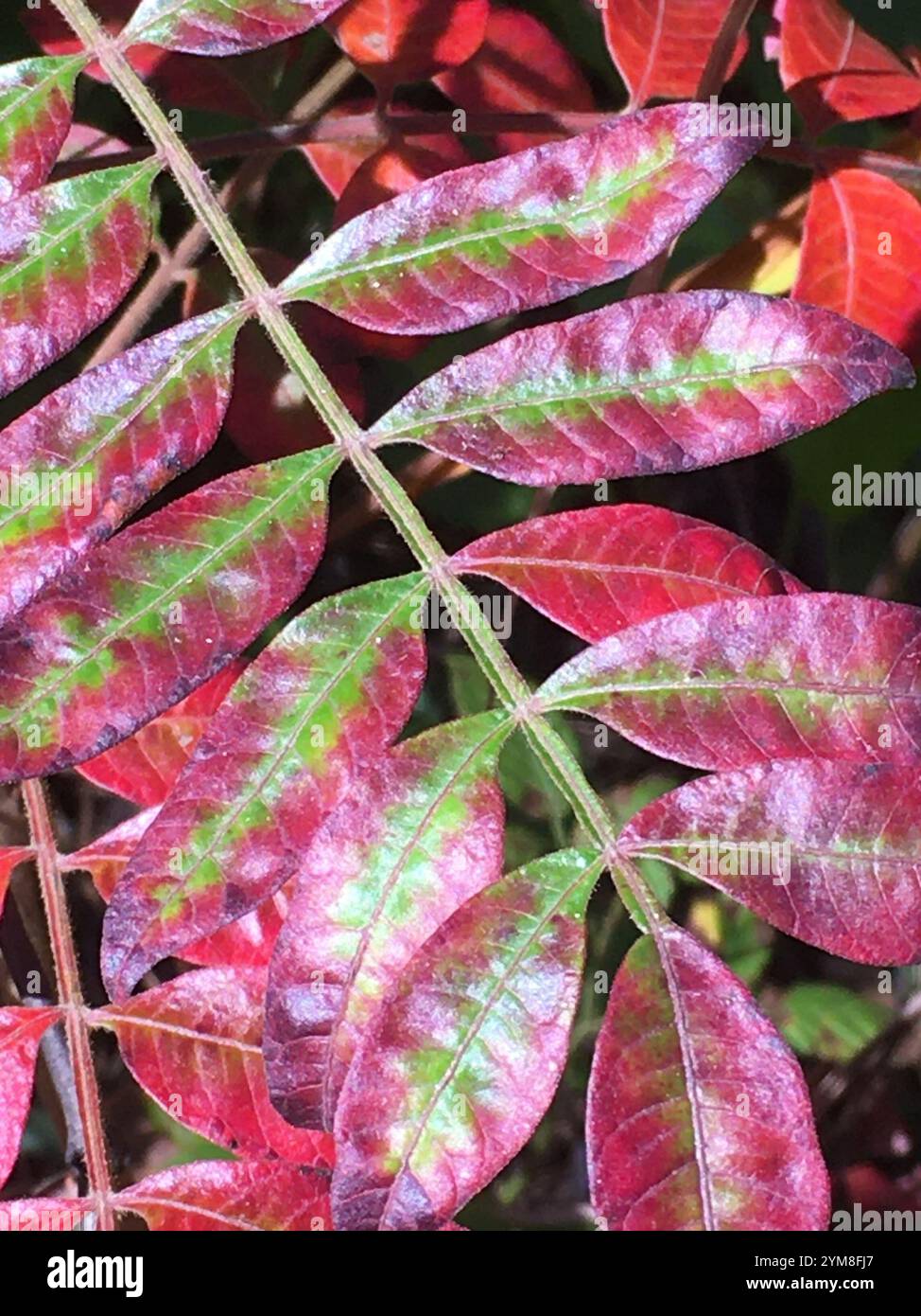 shining sumac (Rhus copallinum Stock Photo - Alamy