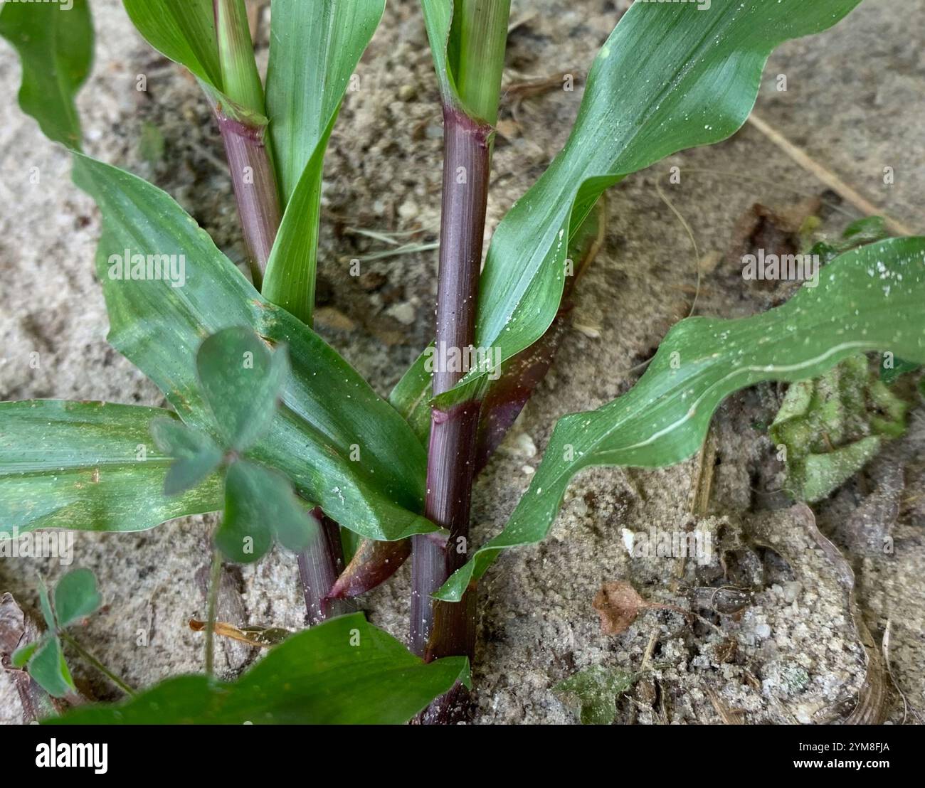 bristlegrasses, bluestems, paspalums, and allies (Panicoideae Stock ...