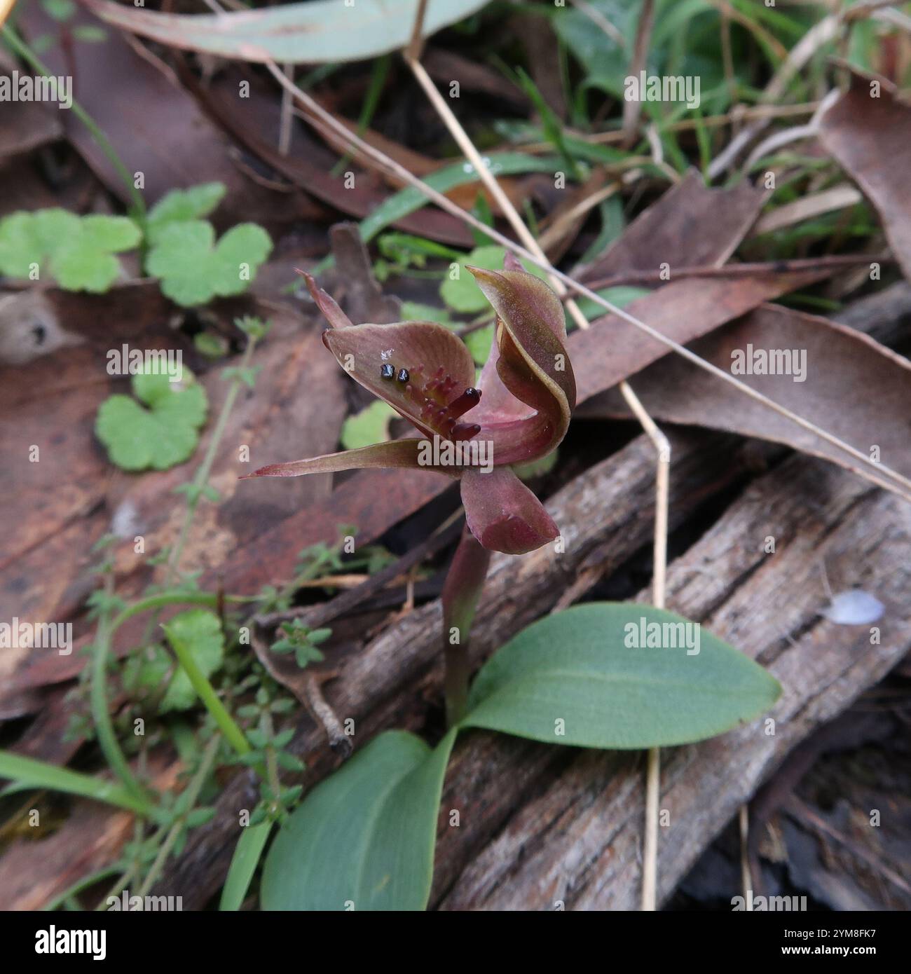 three-horned bird orchid (Chiloglottis triceratops Stock Photo - Alamy