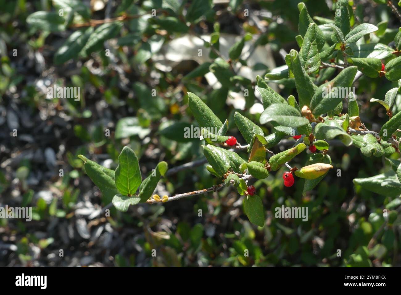 Canadian buffalo-berry (Shepherdia canadensis Stock Photo - Alamy