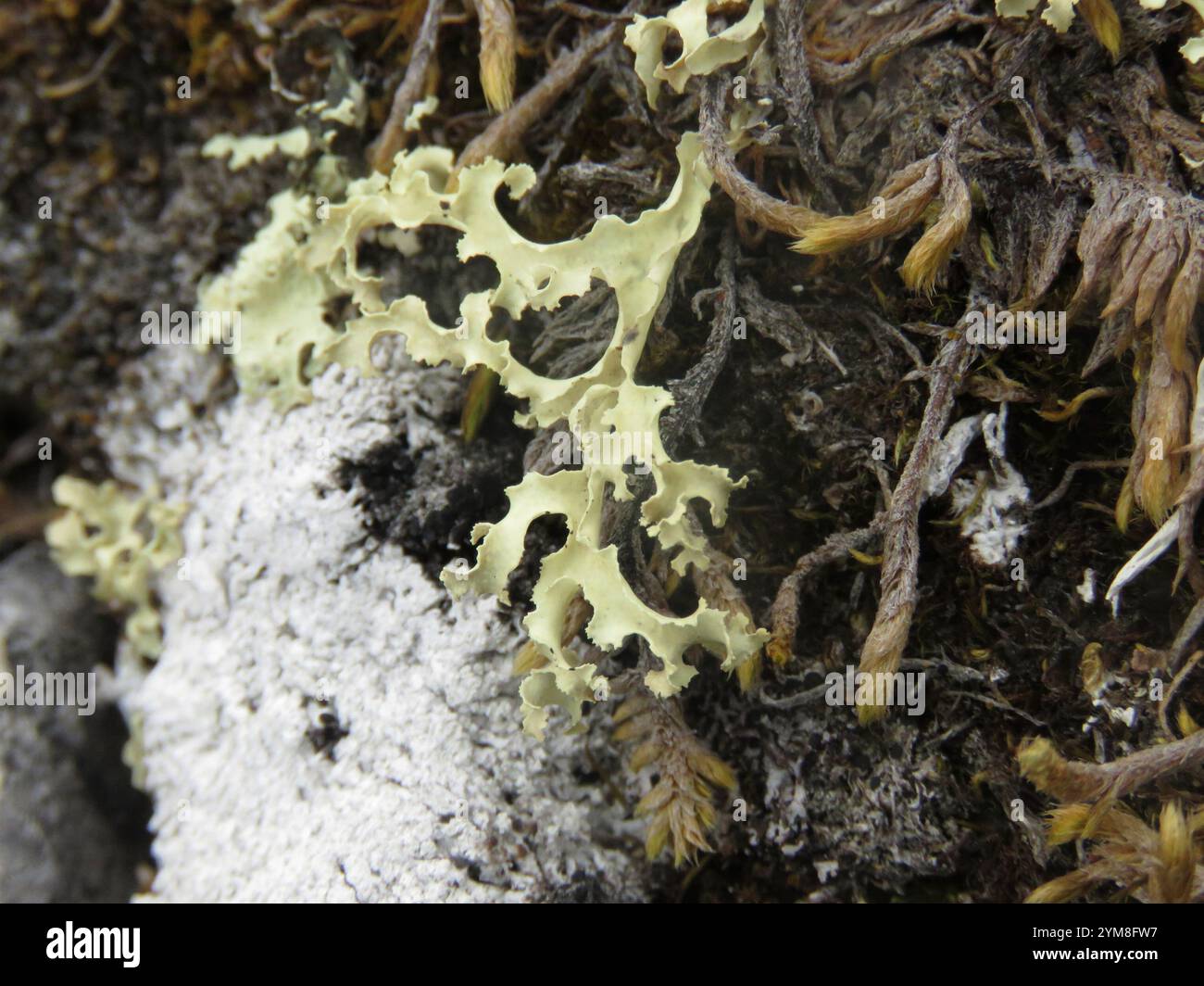 Snow Lichens (Flavocetraria Stock Photo - Alamy