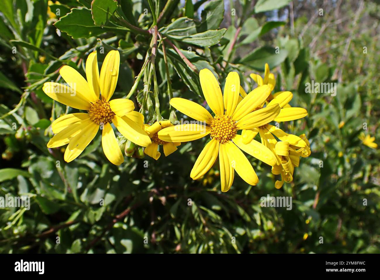 Bietou (Osteospermum moniliferum Stock Photo - Alamy