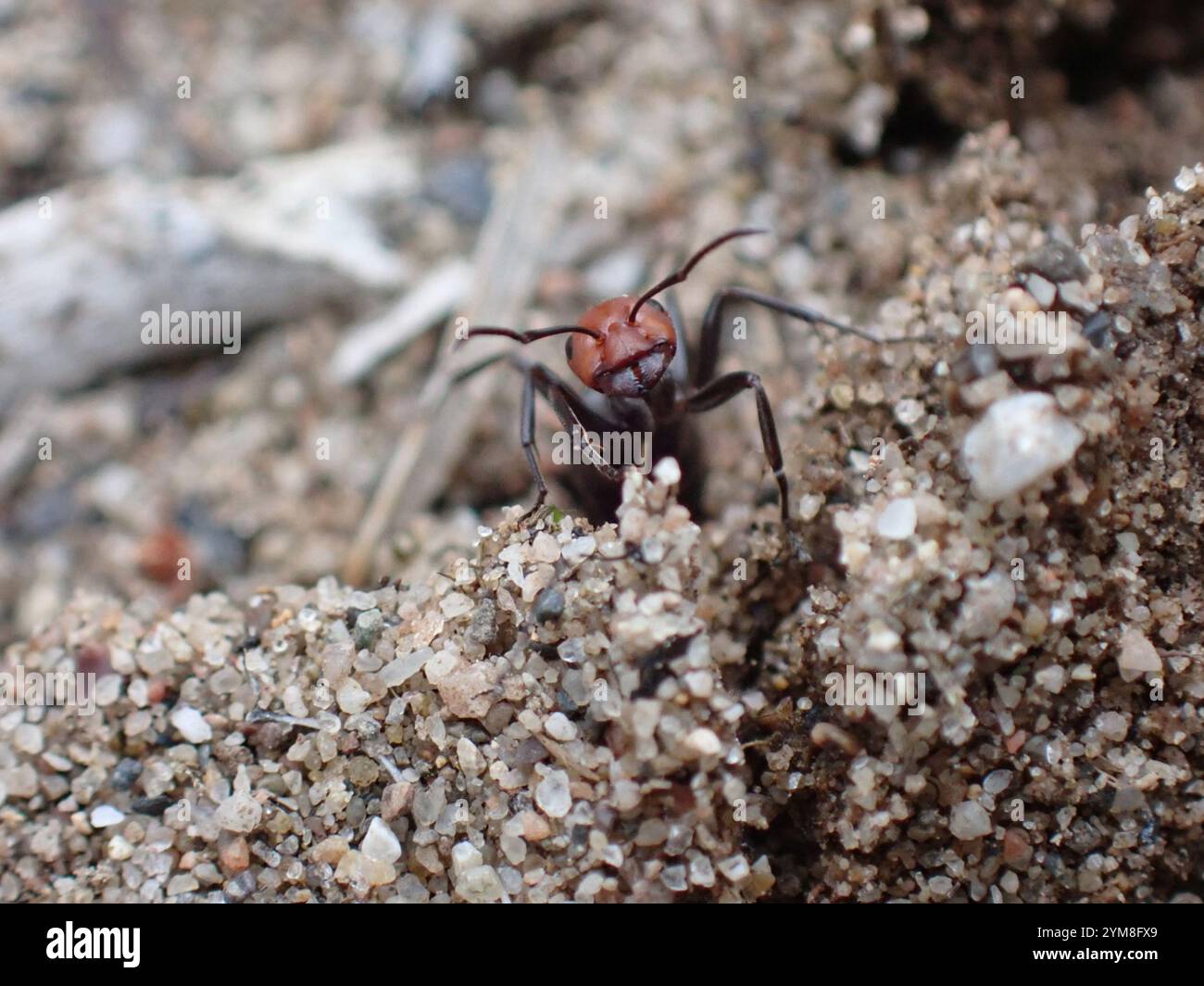 Wood, Mound, and Field Ants (Formica Stock Photo - Alamy