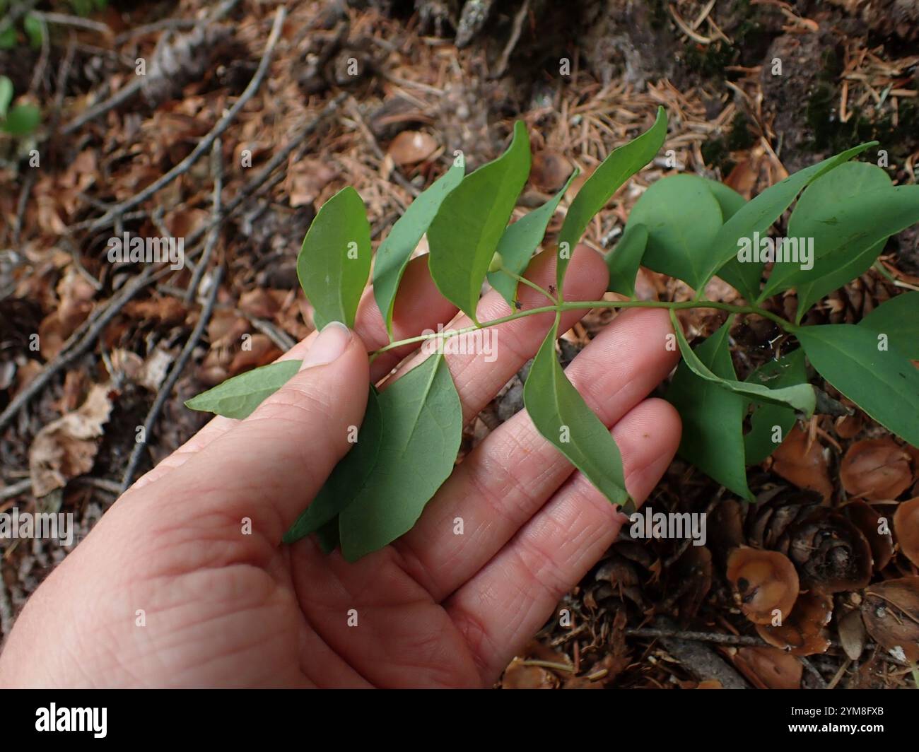 Northern Comandra (Geocaulon lividum Stock Photo - Alamy