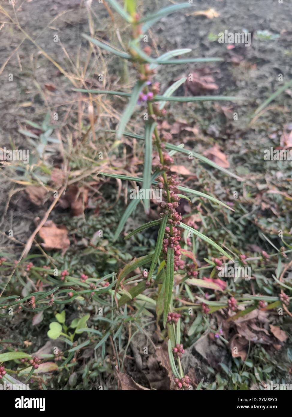 Scarlet Toothcup (Ammannia coccinea Stock Photo - Alamy