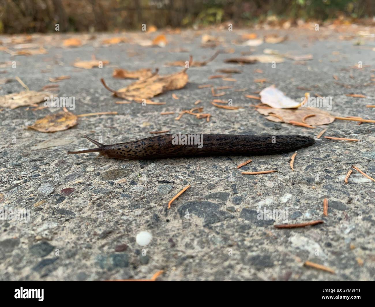 Leopard Slug (Limax maximus Stock Photo - Alamy