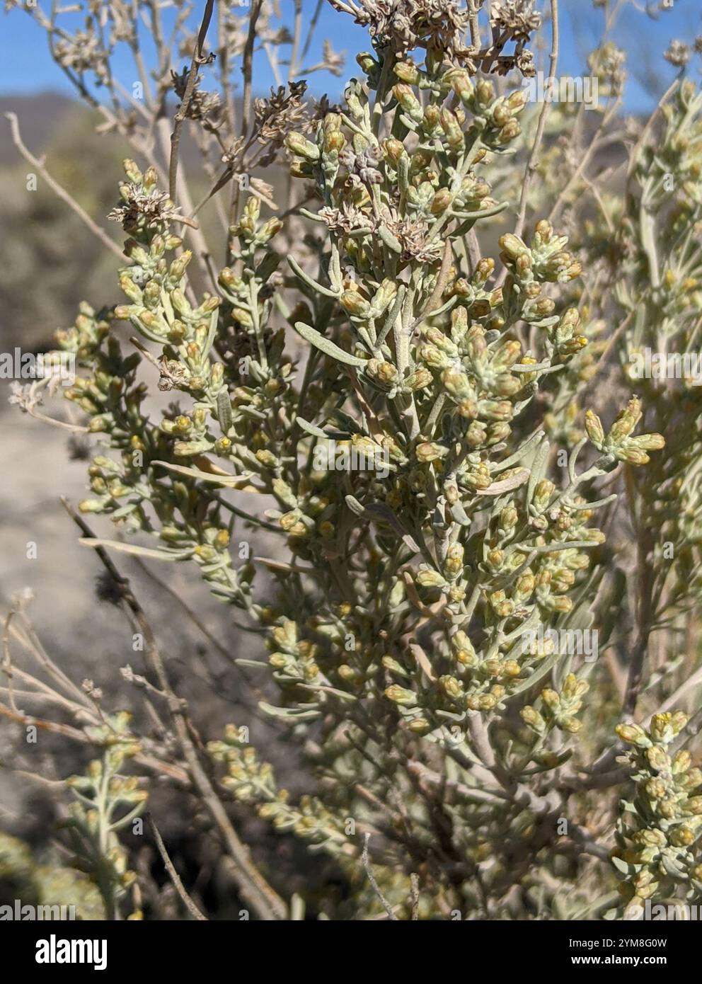 Silver Sagebrush (Artemisia cana Stock Photo - Alamy