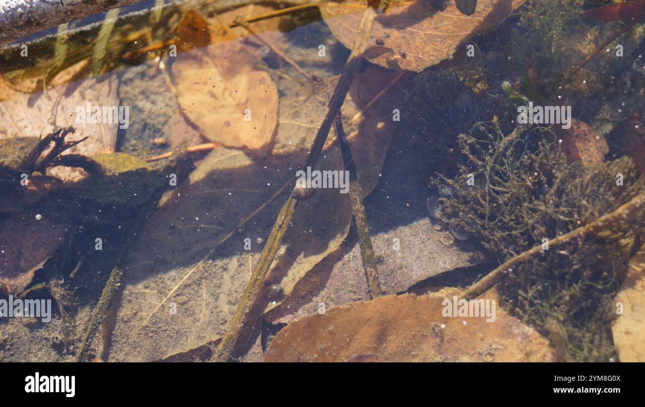 Acute Bladder Snail (Physella acuta Stock Photo - Alamy