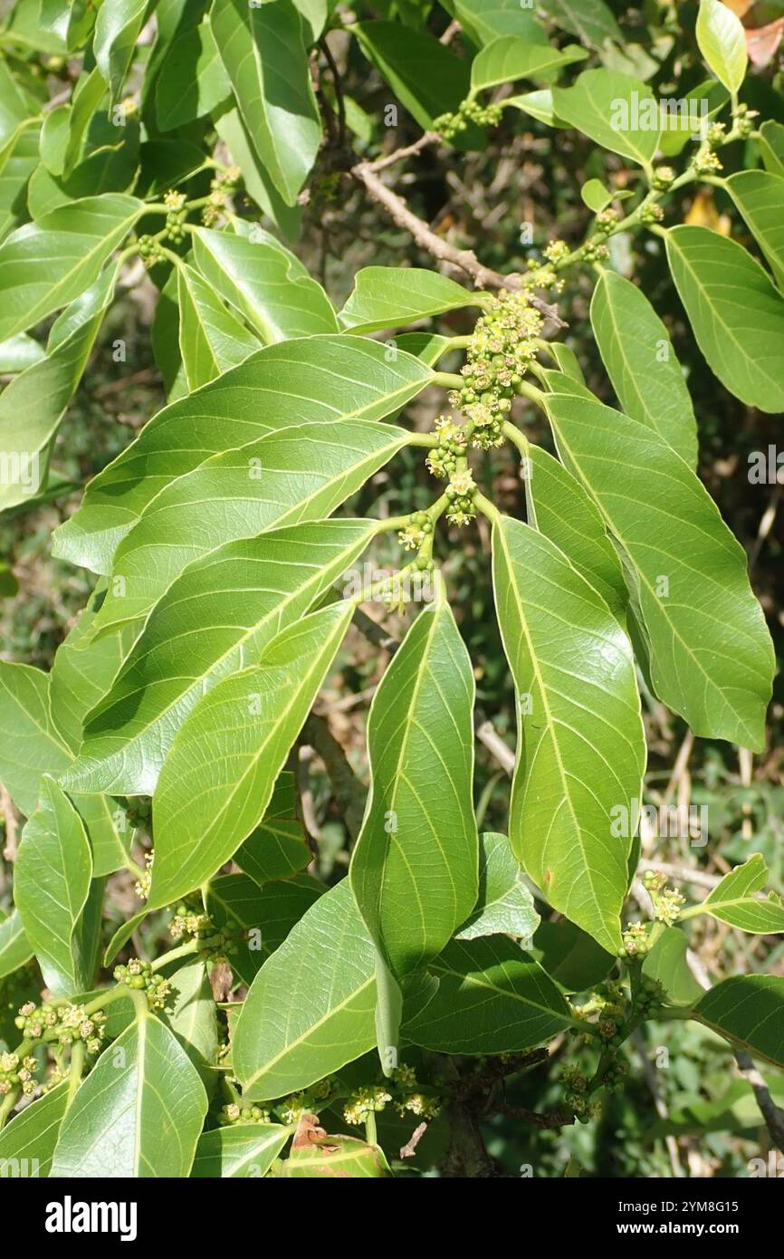 Coastal Goldenleaf (Bridelia micrantha Stock Photo - Alamy