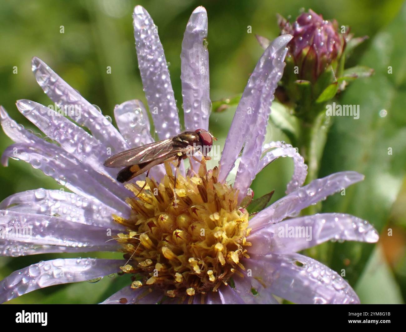 Variable Duskyface Fly (Melanostoma mellinum Stock Photo - Alamy