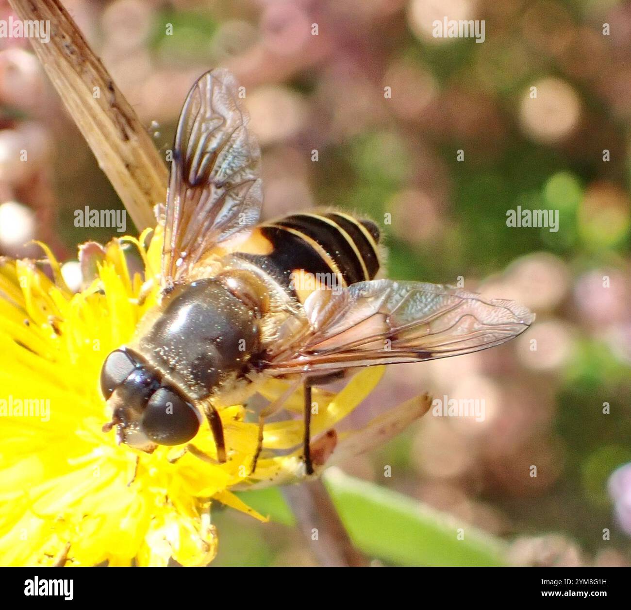 Stripe-winged Drone Fly (Eristalis horticola Stock Photo - Alamy