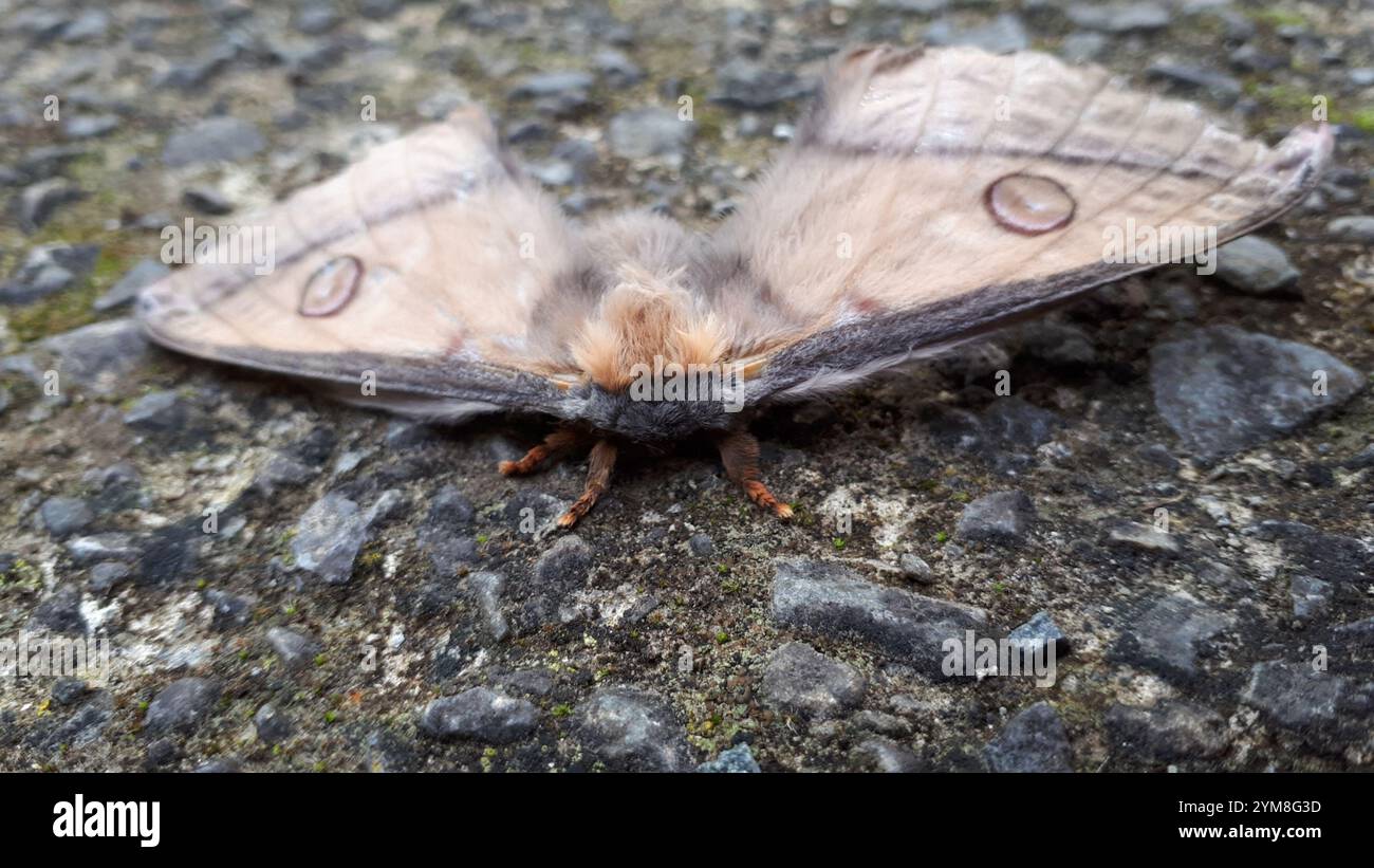 Emperor Gum Moth (Opodiphthera eucalypti Stock Photo - Alamy