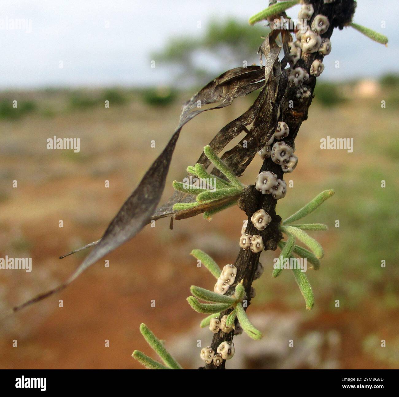 Kalahari Gold (Rhigozum brevispinosum Stock Photo - Alamy