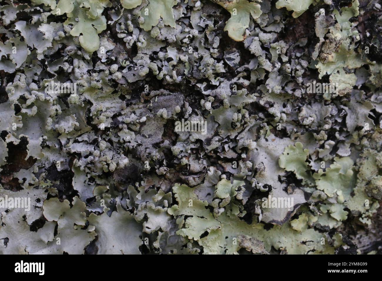 Ruffle Lichens (Parmotrema Stock Photo - Alamy
