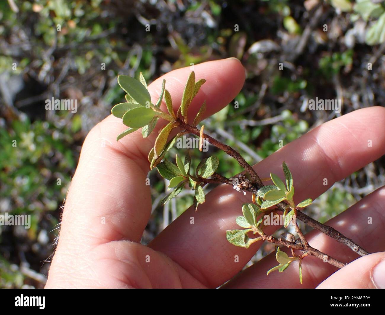 Rhododendron lapponicum hi-res stock photography and images - Alamy