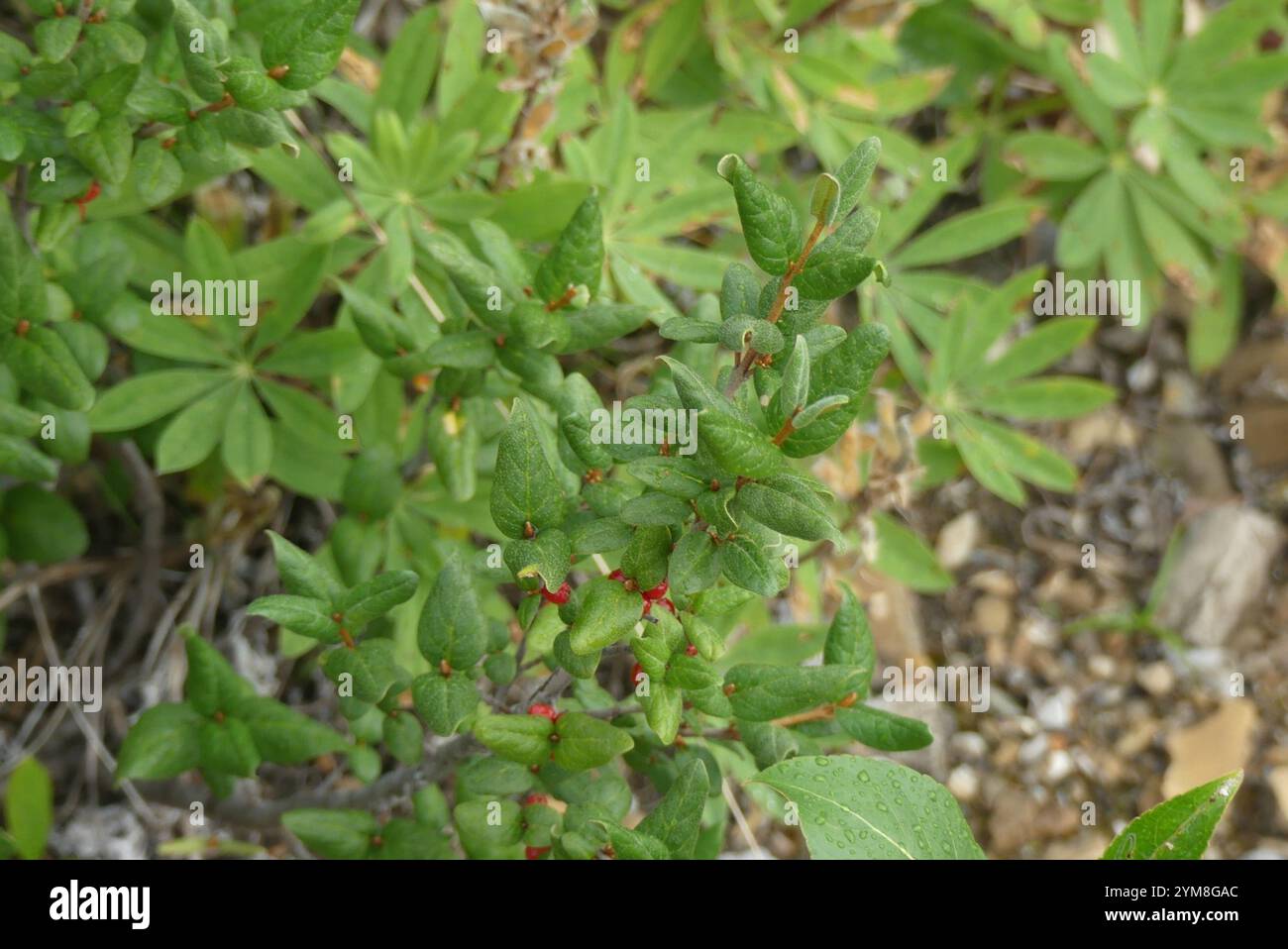 Canadian buffalo-berry (Shepherdia canadensis Stock Photo - Alamy