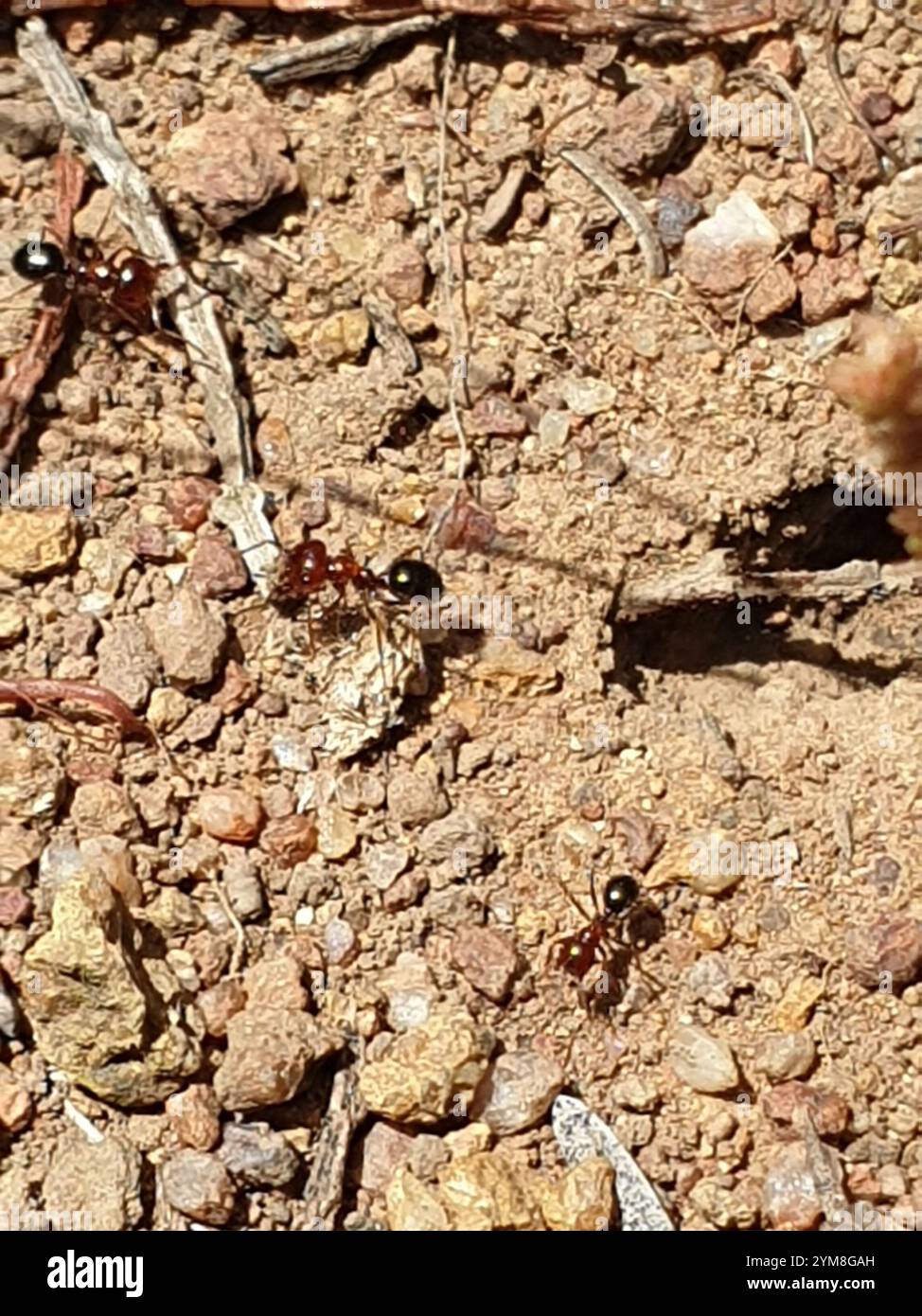 Melophorus hi-res stock photography and images - Alamy