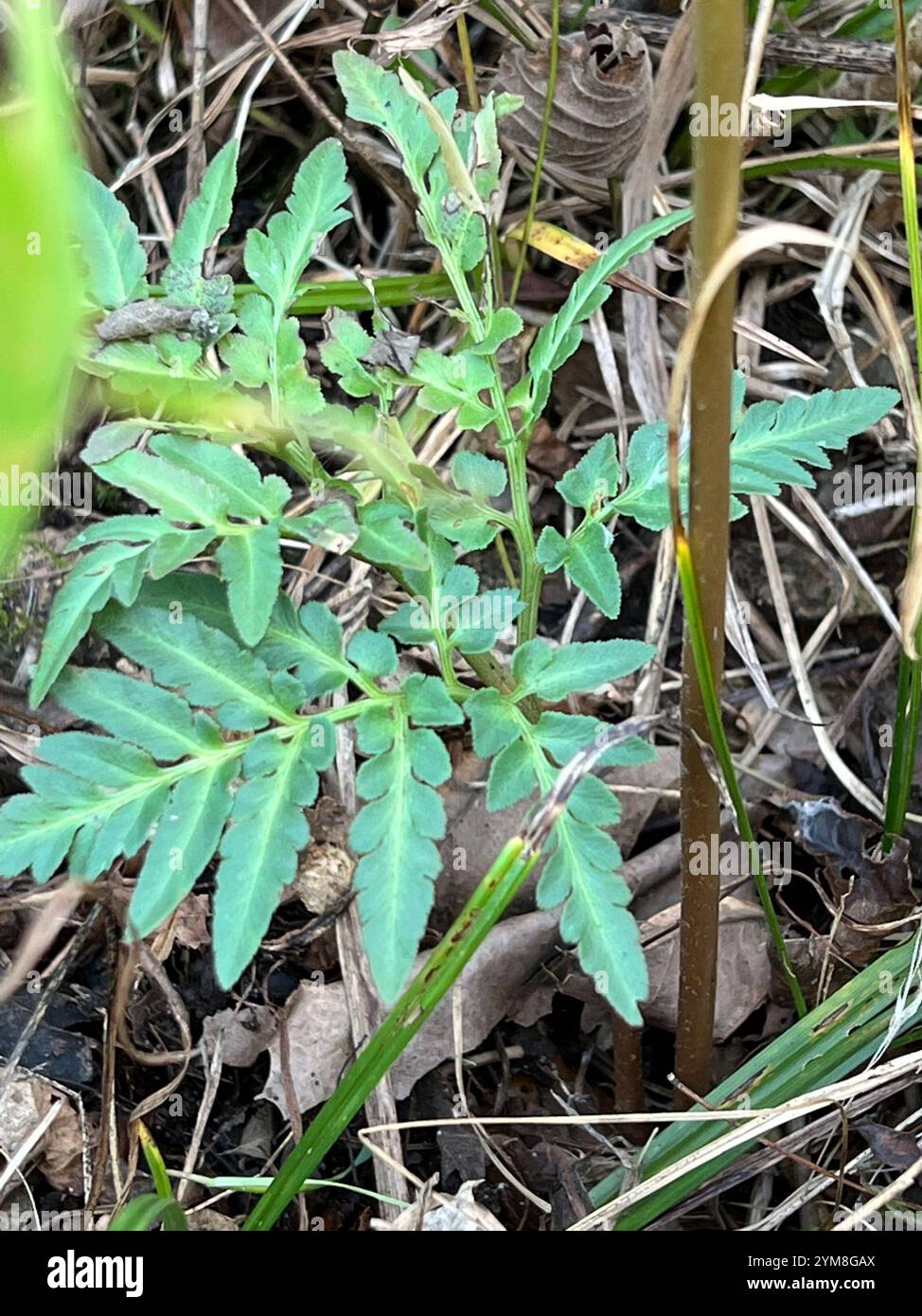 Cutleaf Grapefern (Sceptridium dissectum Stock Photo - Alamy