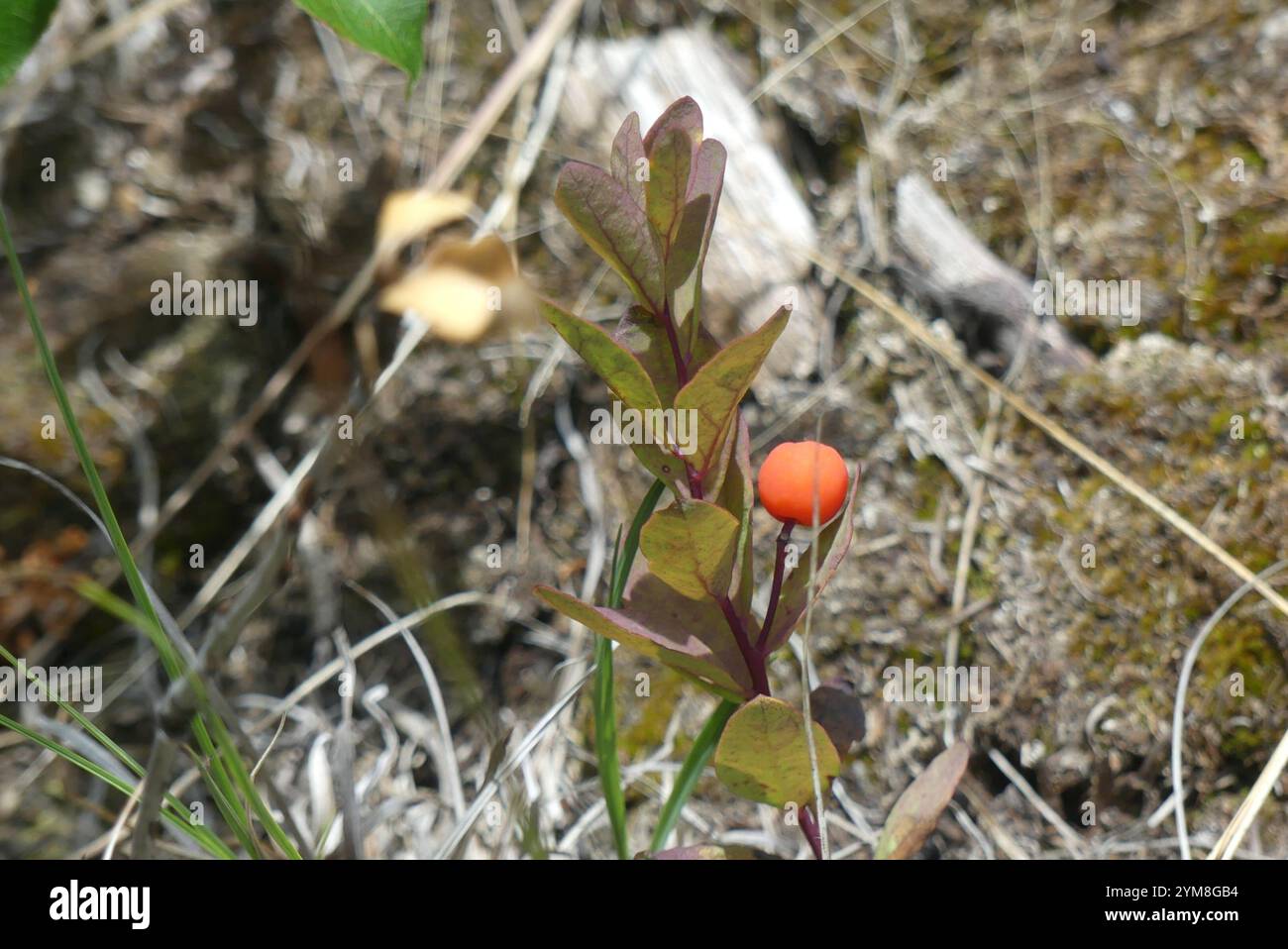 Northern Comandra (Geocaulon lividum Stock Photo - Alamy