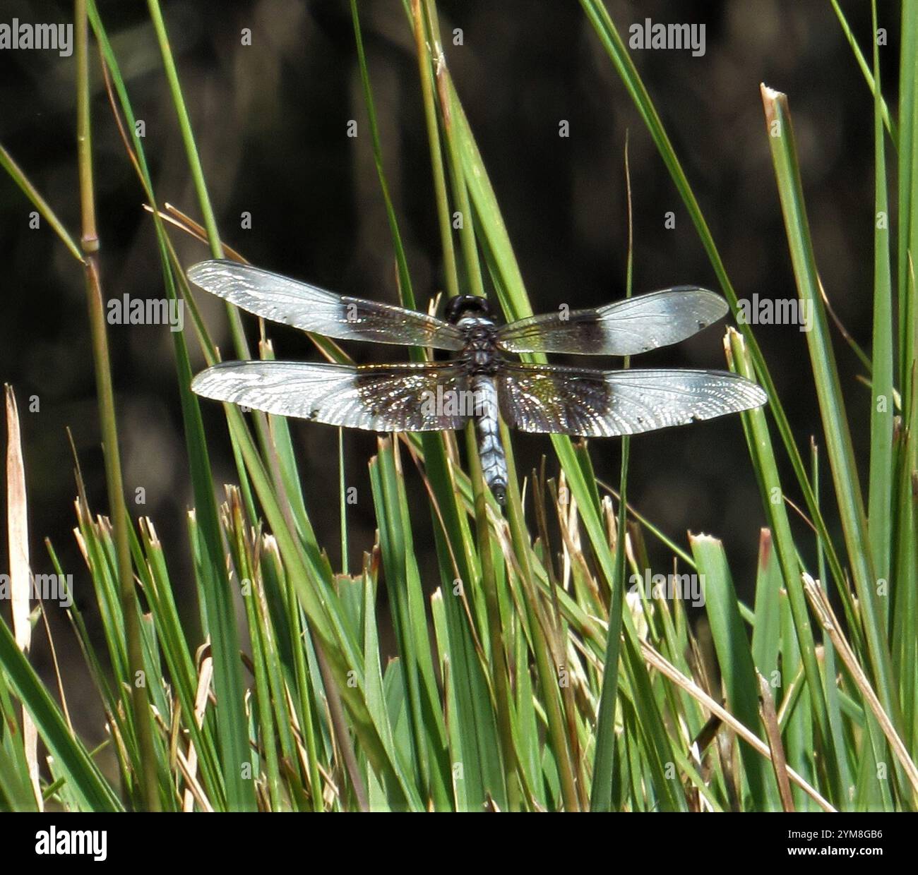 Widow Skimmer (Libellula luctuosa Stock Photo - Alamy