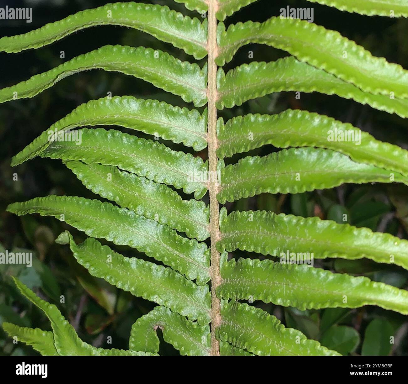 sword ferns (Nephrolepis Stock Photo - Alamy