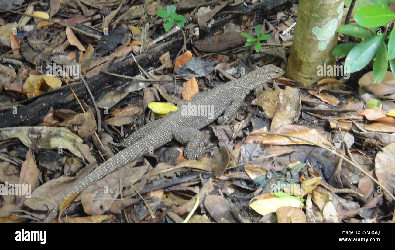 Clouded Monitor (Varanus nebulosus Stock Photo - Alamy