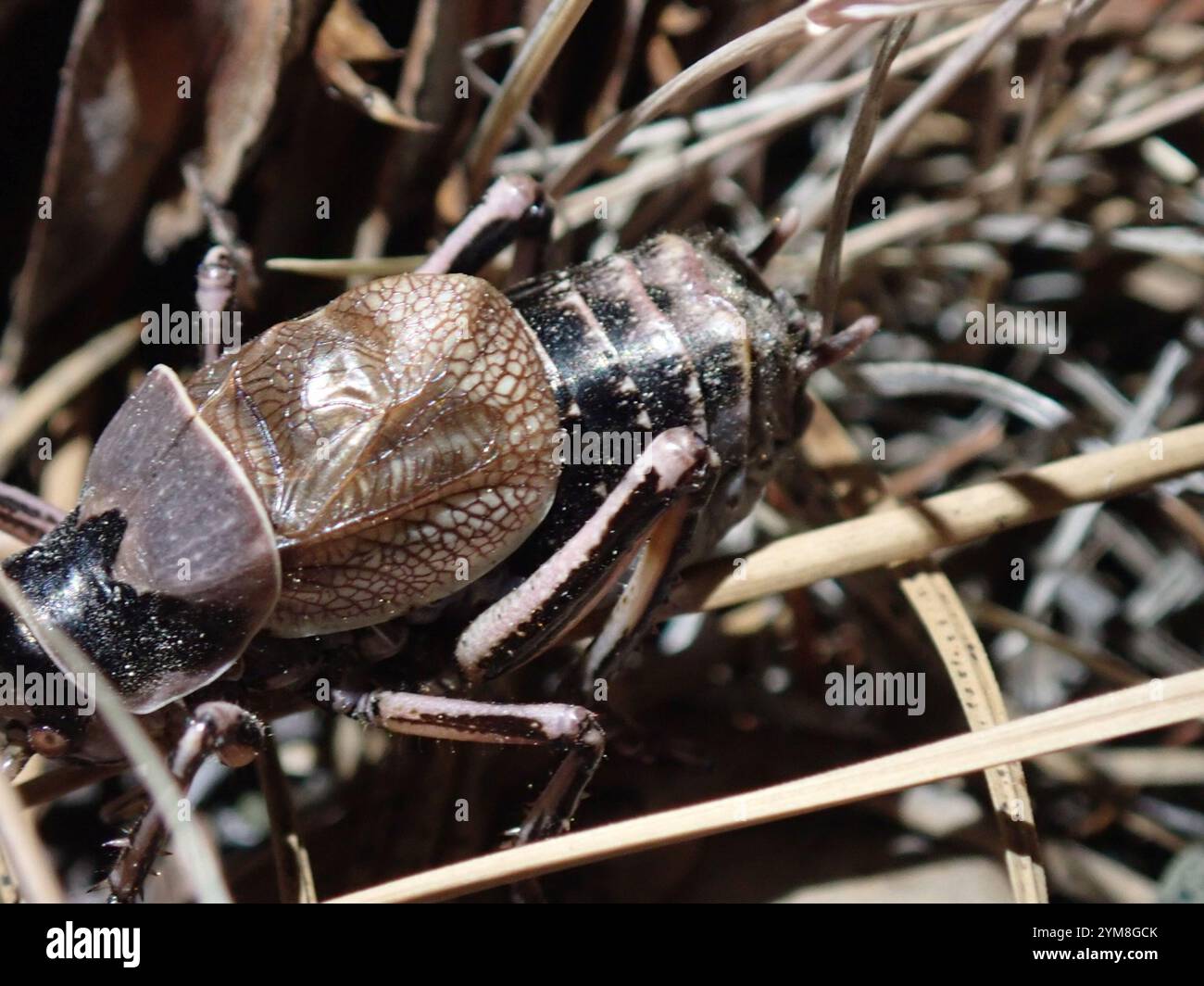Great Grig (Cyphoderris monstrosa Stock Photo - Alamy