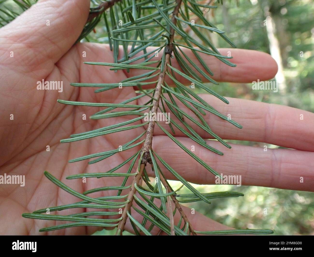 subalpine fir (Abies lasiocarpa Stock Photo - Alamy