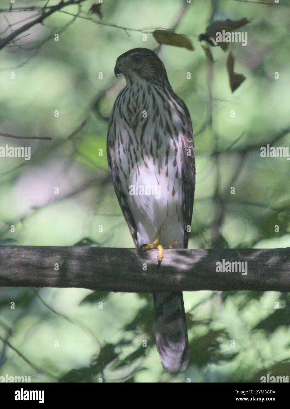 Cooper's Hawk (Astur cooperii Stock Photo - Alamy