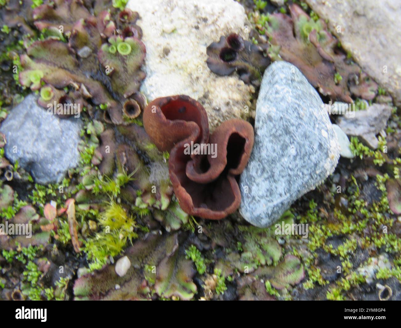 Pezizas, Desert Truffles, and Allies (Pezizaceae Stock Photo - Alamy