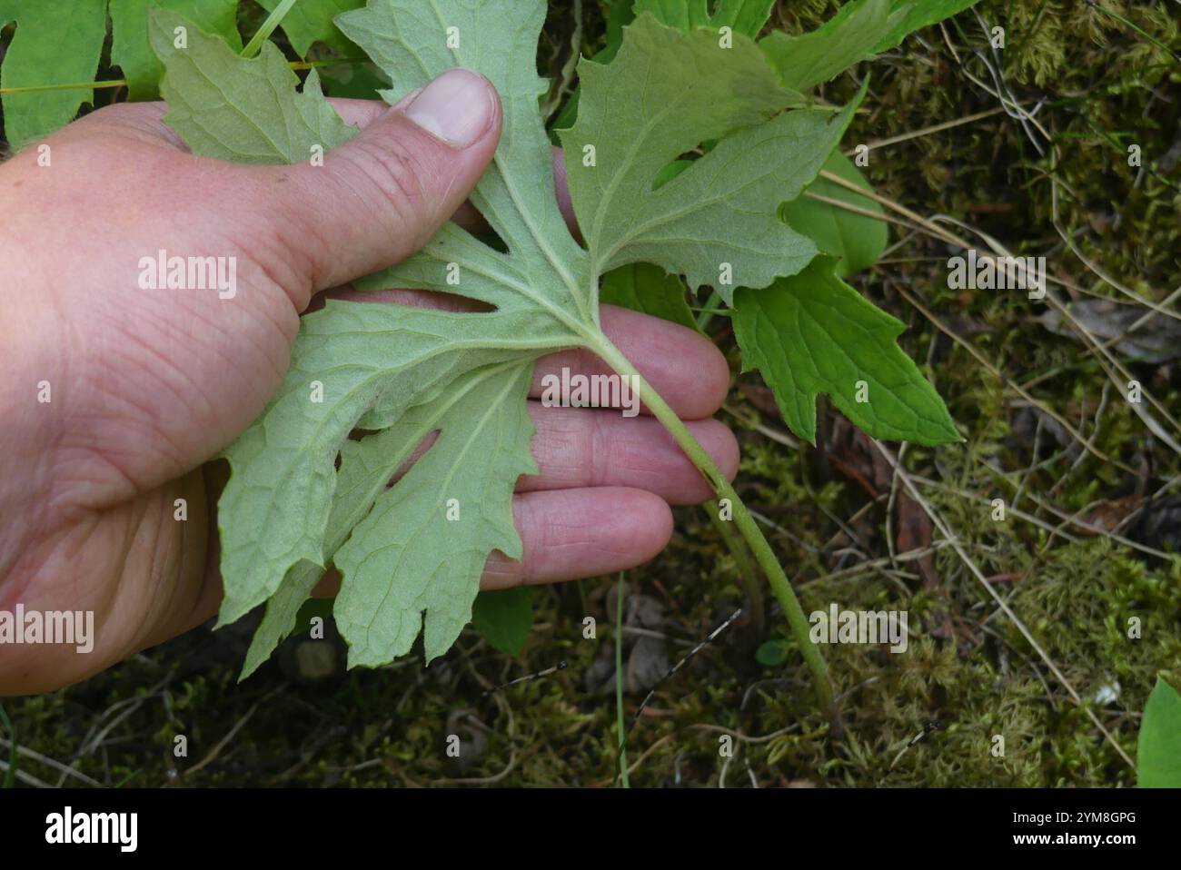 Western Sweet Coltsfoot (Petasites frigidus palmatus Stock Photo - Alamy