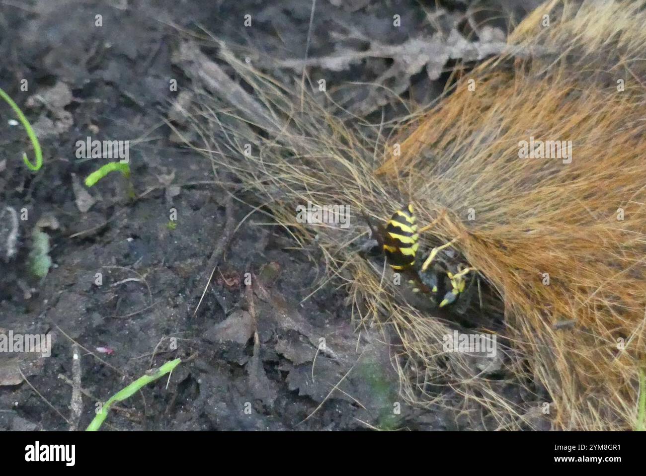 Alaska Yellowjacket (Vespula alascensis Stock Photo - Alamy