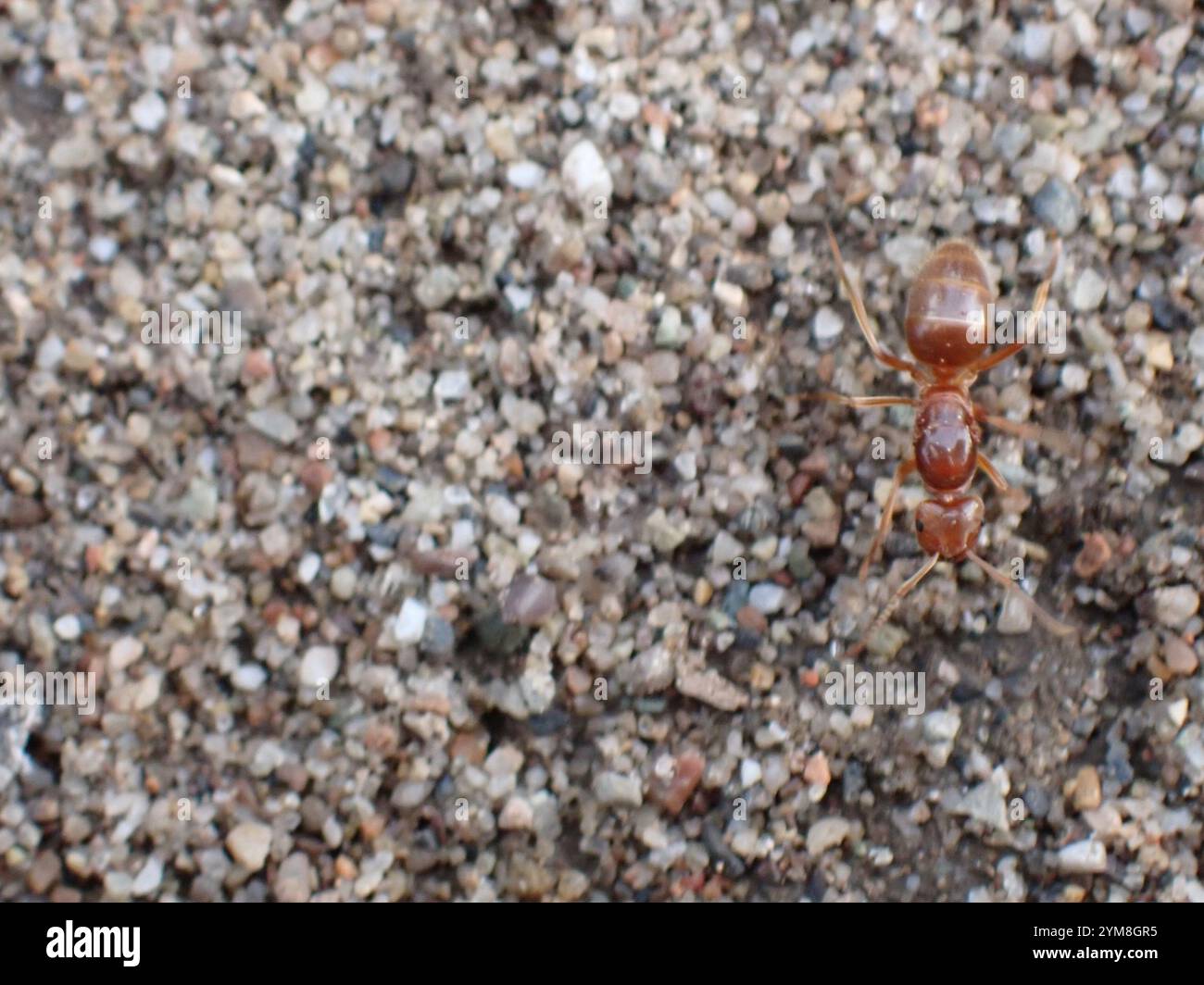 Less Shady Fuzzy Ant (Lasius subumbratus Stock Photo - Alamy