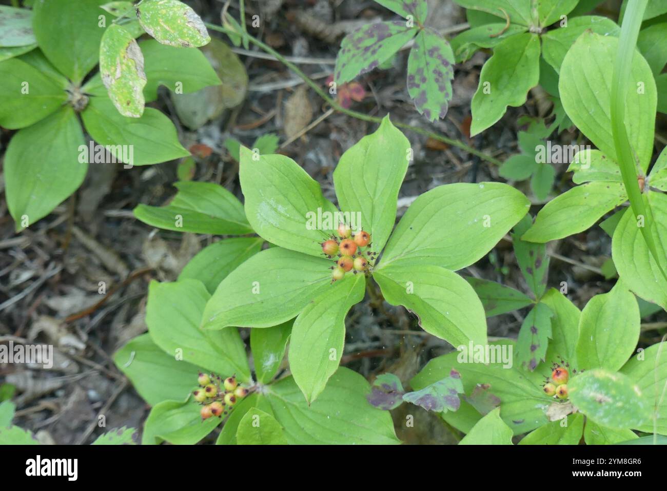 Canadian bunchberry (Cornus canadensis Stock Photo - Alamy