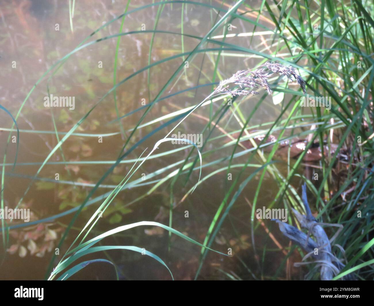 canadian bluejoint (Calamagrostis canadensis Stock Photo - Alamy