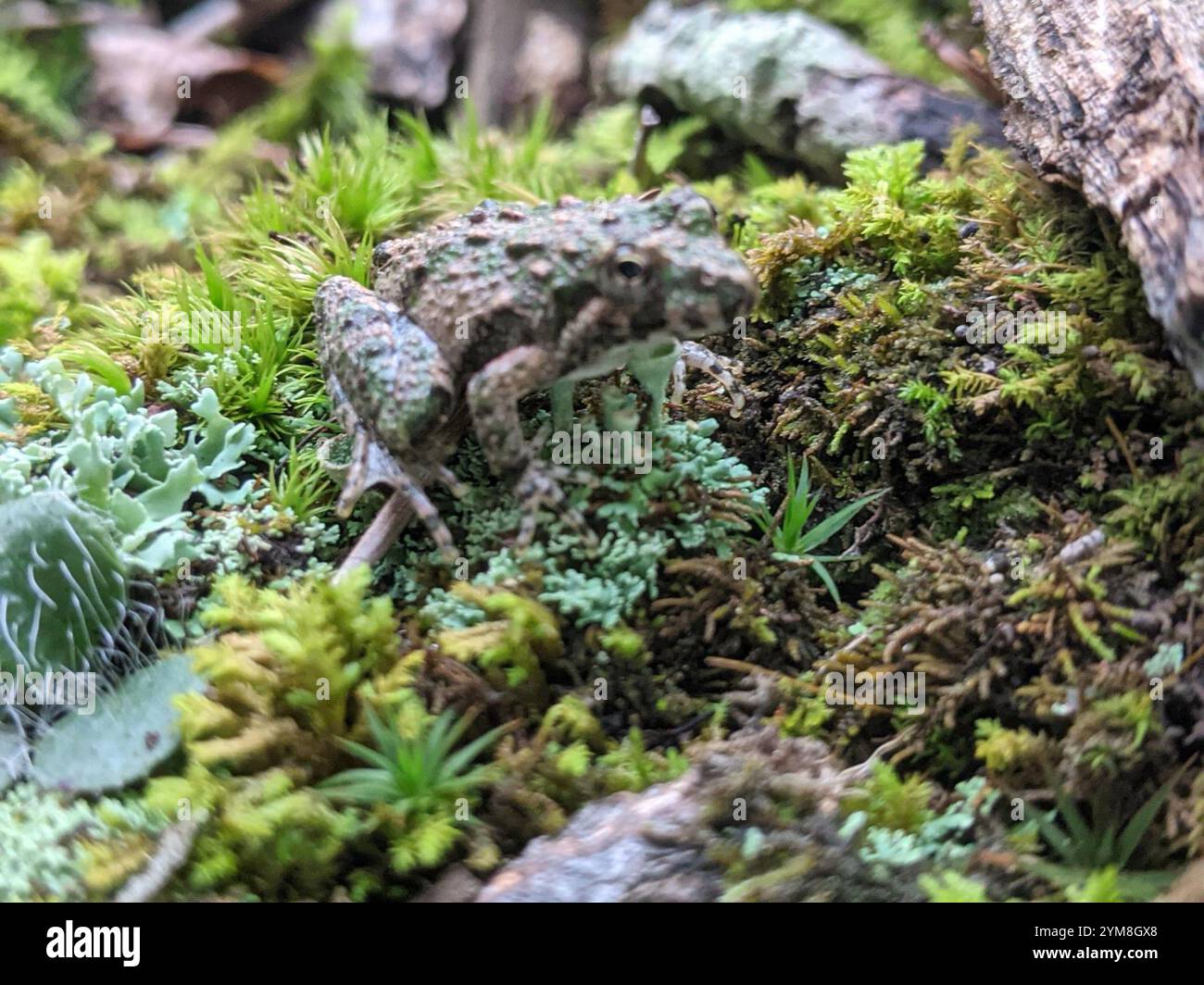Northern Cricket Frog (Acris crepitans Stock Photo - Alamy