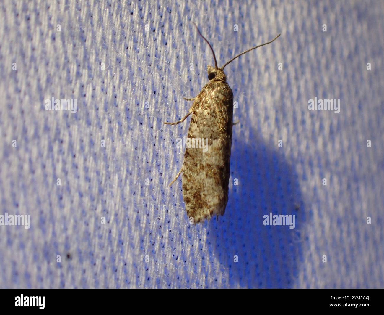 Tortricid Leafroller Moths (Tortricidae Stock Photo - Alamy