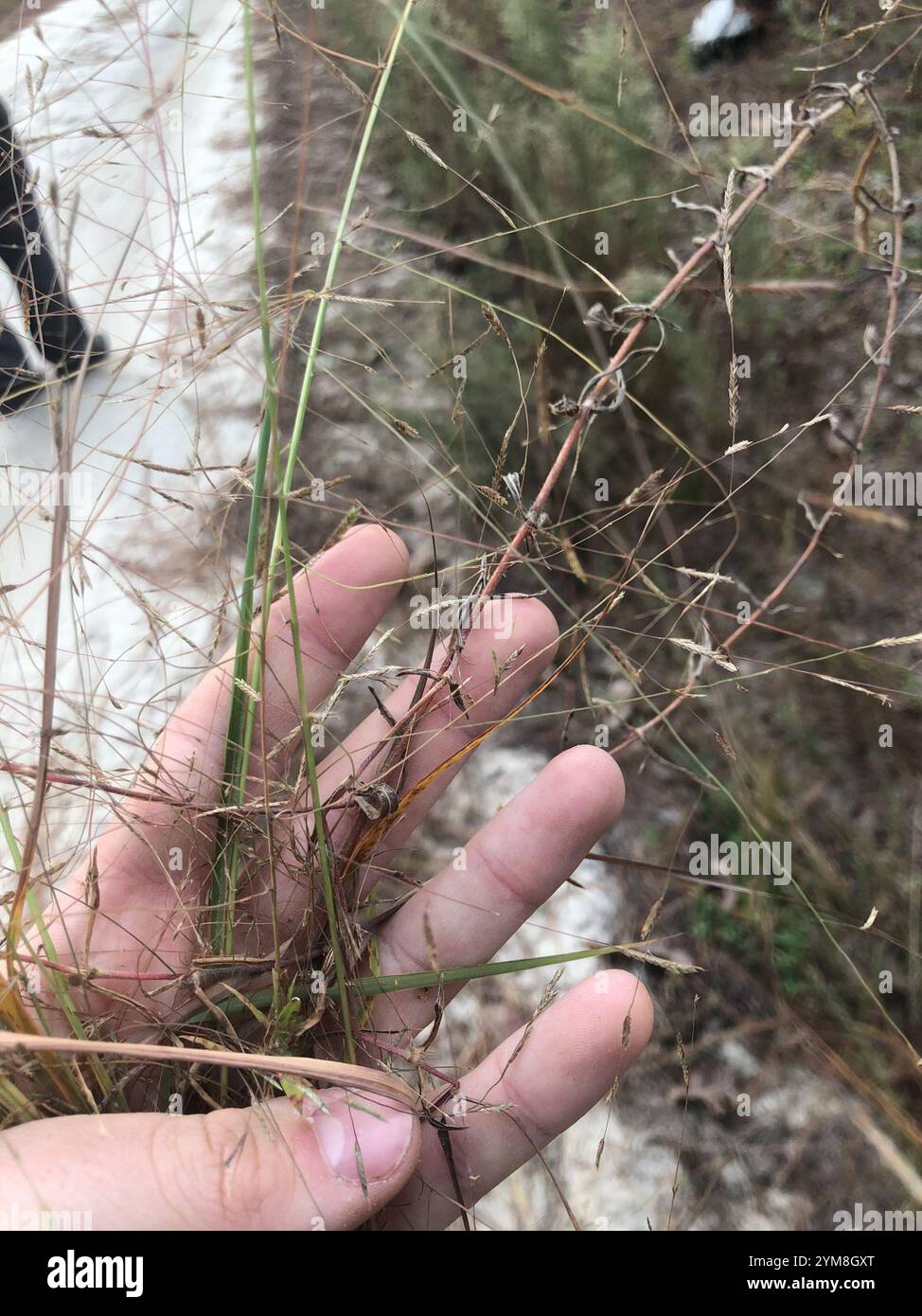 Coastal Lovegrass (Eragrostis refracta Stock Photo - Alamy