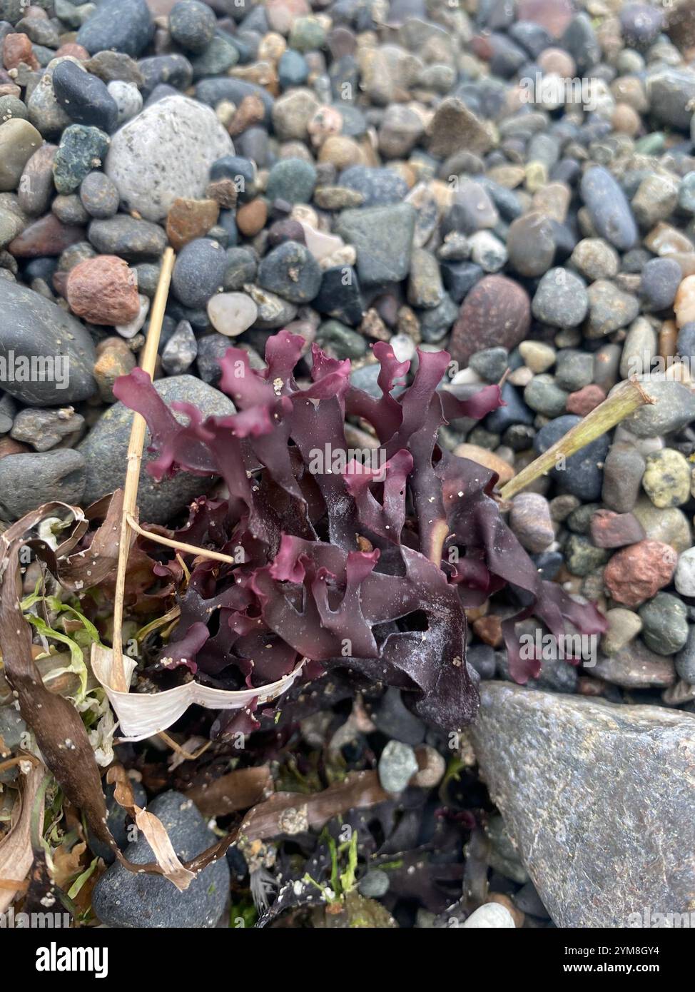Irish Moss (Chondrus crispus Stock Photo - Alamy